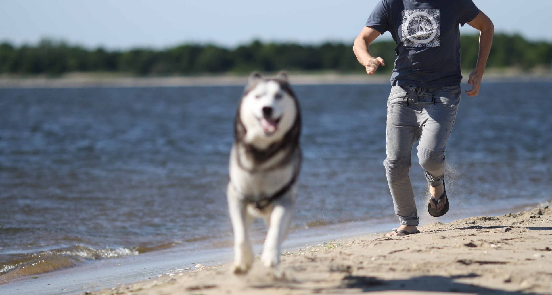 Why are Humans so Slow... a Dog's Gripe | FromYourPet.com